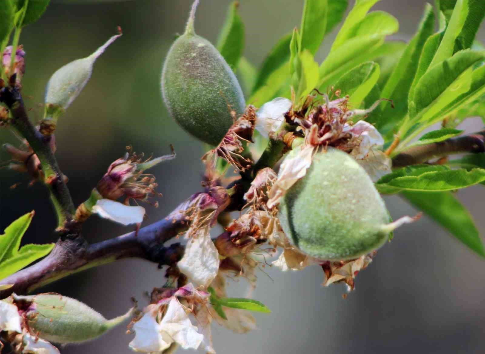 Çağla-bademi kilosu 100 liradan tezgaha indi - Dalaman Gazetesi